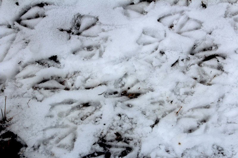 Duck Tracks | Downeast Thunder Farm