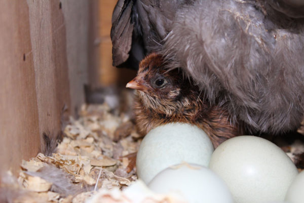 Little Miracles | Downeast Thunder Farm