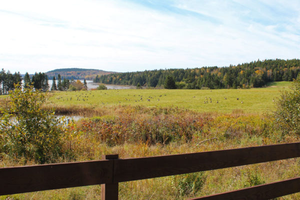 Loving Lupines | Downeast Thunder Farm