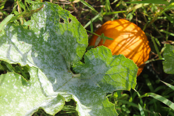 An End of August Garden | Downeast Thunder Farm