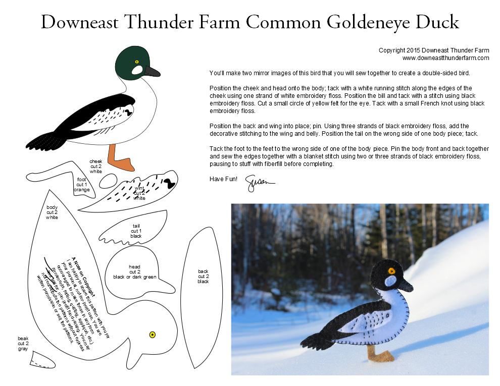 The Charming Common Goldeneye | Downeast Thunder Farm