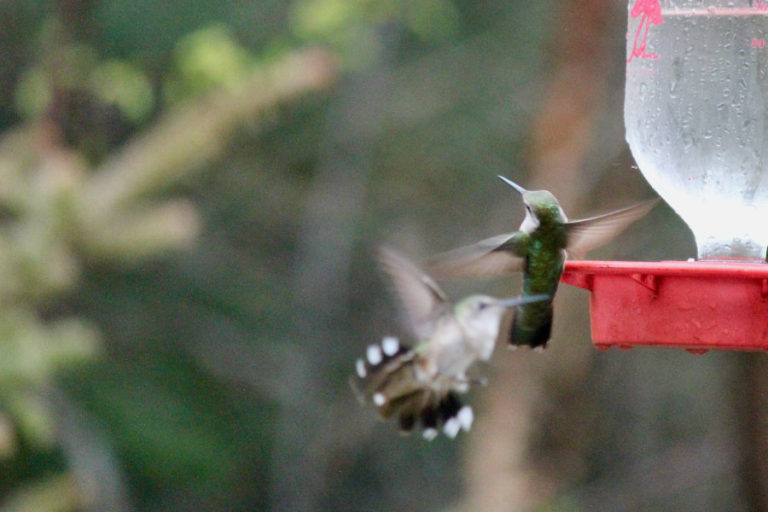 The Hummers are Back! | Downeast Thunder Farm