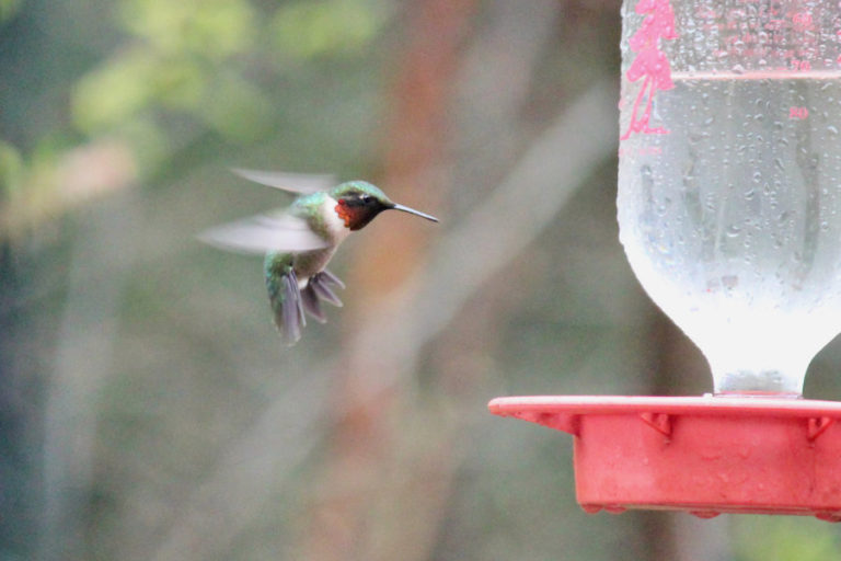 The Hummers are Back! | Downeast Thunder Farm