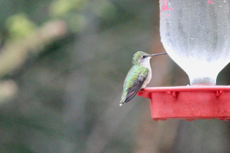 The Hummers are Back! | Downeast Thunder Farm