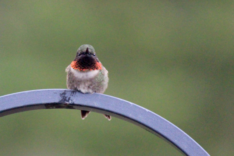 The Hummers are Back! | Downeast Thunder Farm