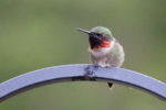 The Hummers are Back! | Downeast Thunder Farm