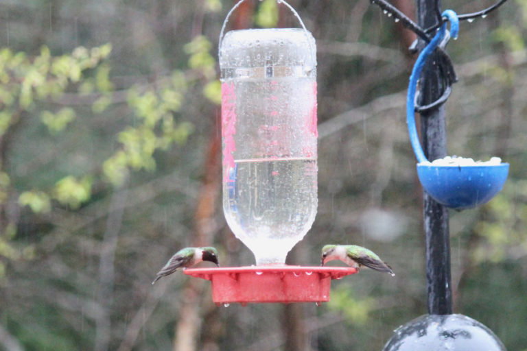 The Hummers are Back! | Downeast Thunder Farm