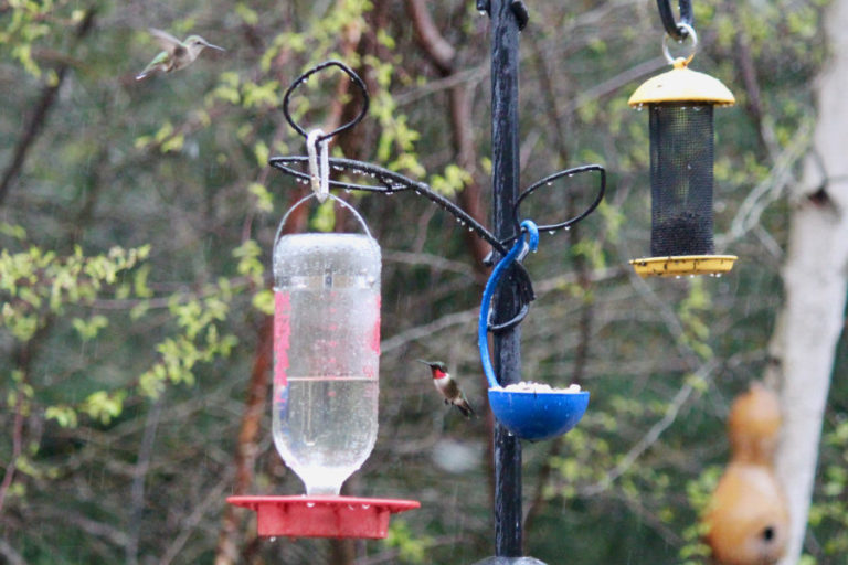 The Hummers are Back! | Downeast Thunder Farm