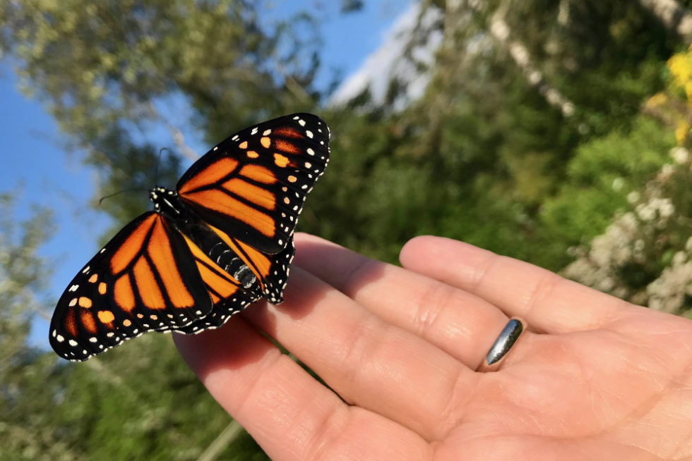 Monarch Babies | Downeast Thunder Farm