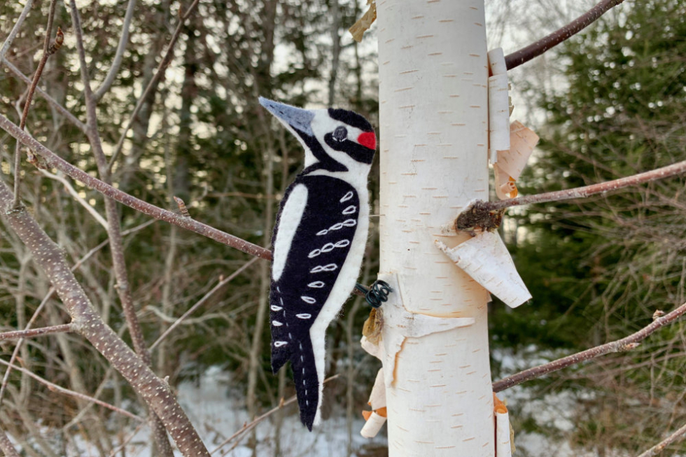 The Humble Hairy Woodpecker | Downeast Thunder Farm