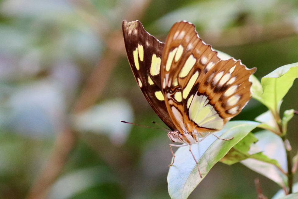 Hershey Gardens Butterfly Atrium | Downeast Thunder Farm