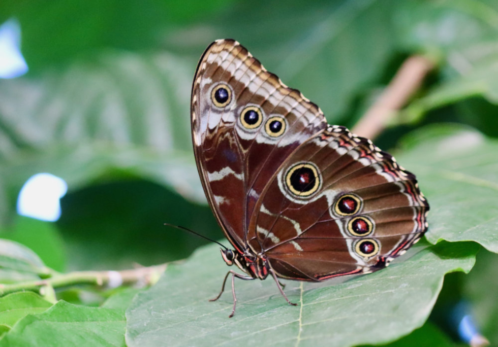 Hershey Gardens Butterfly Atrium | Downeast Thunder Farm