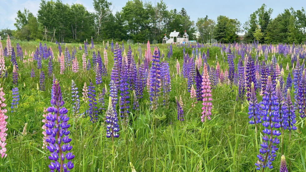 Lupins at Milbridge Commons | Downeast Thunder Farm