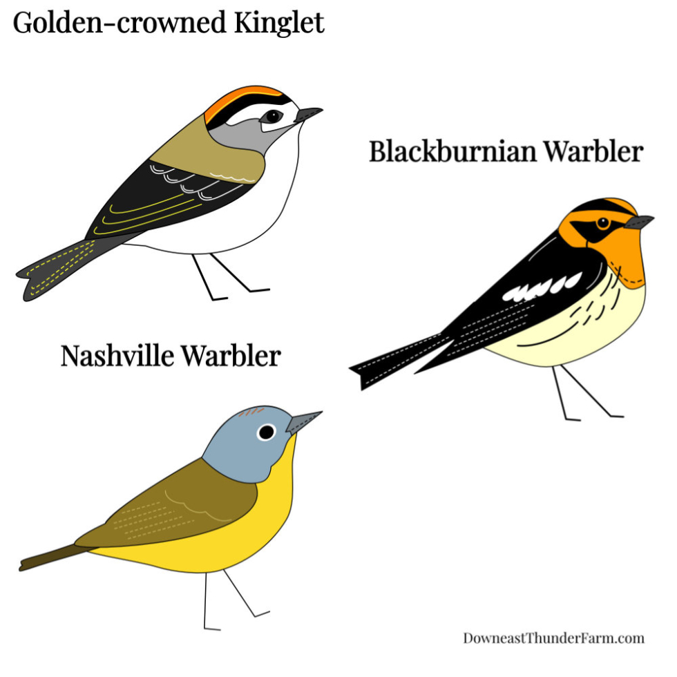 New Felt Bird Kits in the Shop! | Downeast Thunder Farm