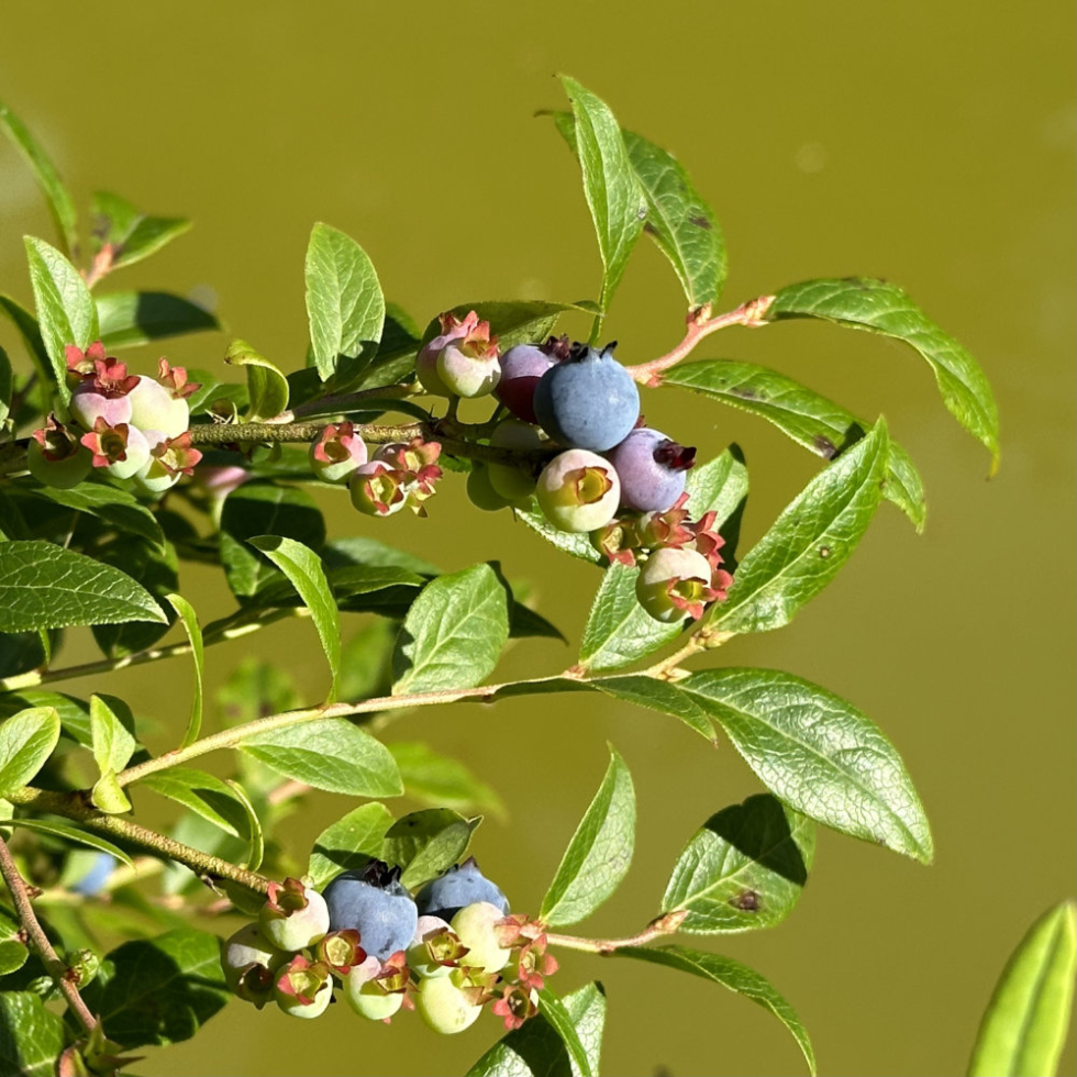 Small Pleasures | Downeast Thunder Farm