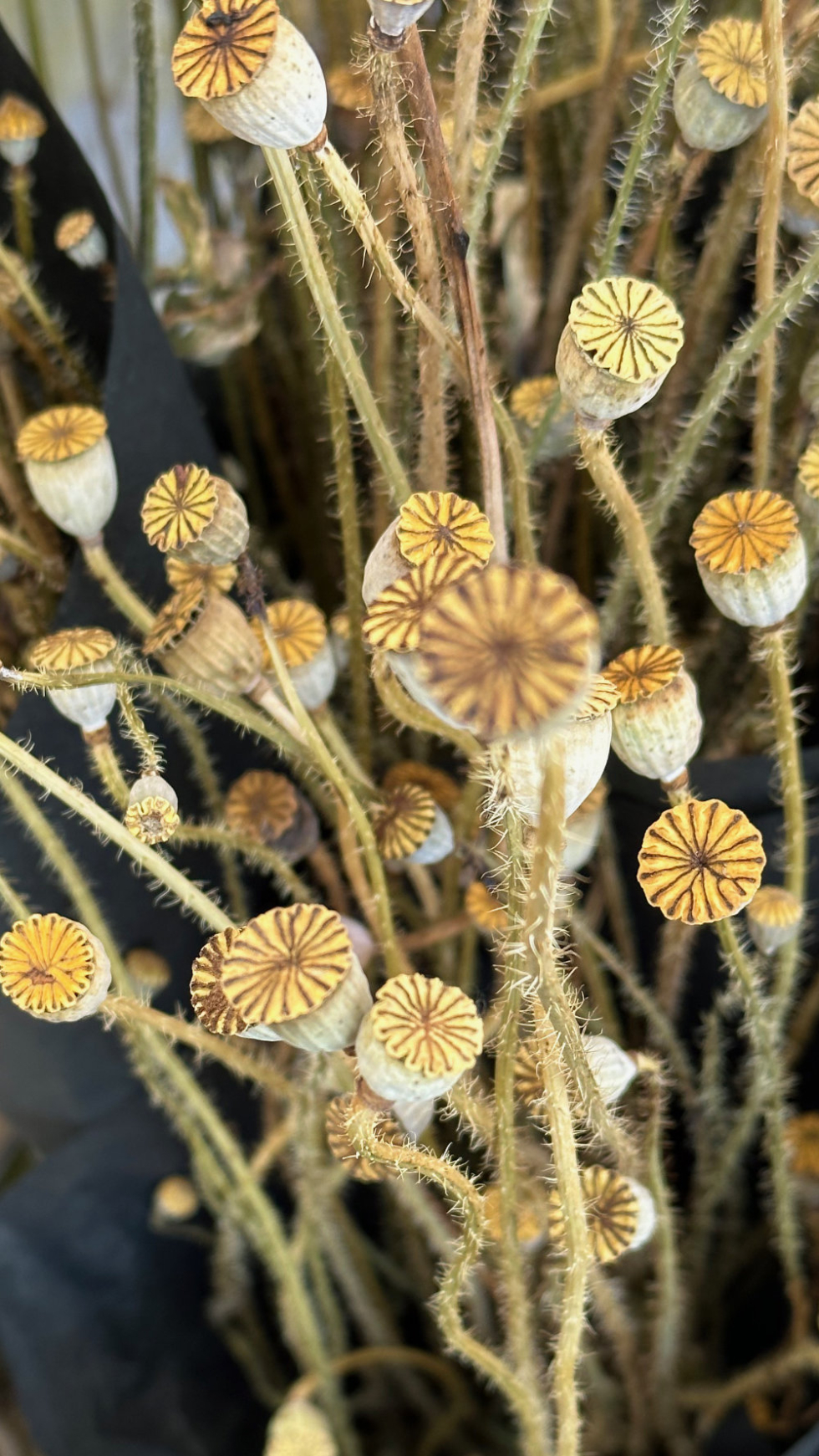 Common Ground Fair Colors & Textures | Downeast Thunder Farm