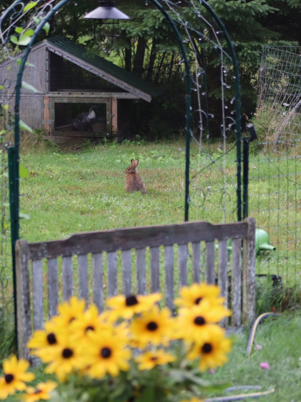 Farewell Summer | Downeast Thunder Farm