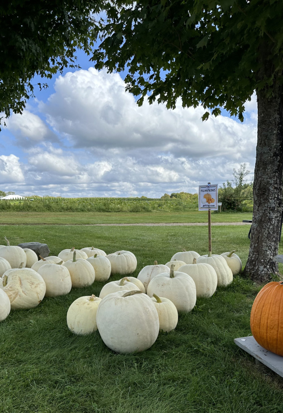In Search of The Great Pumpkin | Downeast Thunder Farm