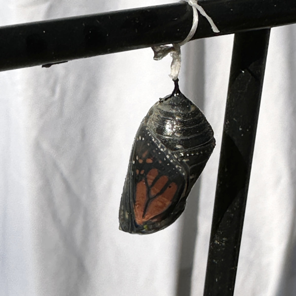 Monarch Magic | Downeast Thunder Farm
