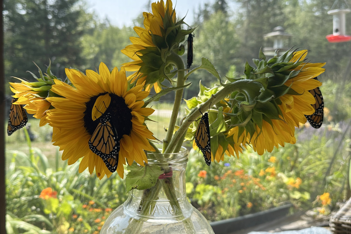 Monarch Magic | Downeast Thunder Farm
