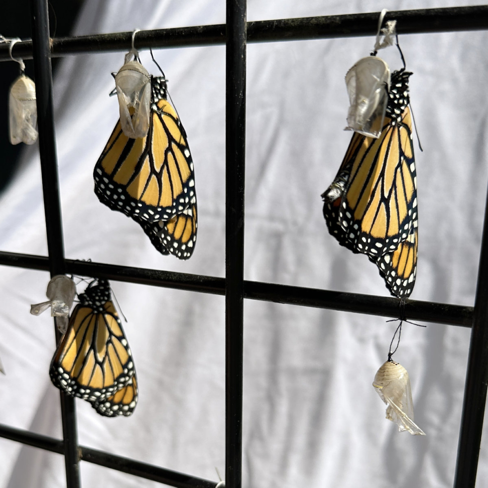 Monarch Magic | Downeast Thunder Farm