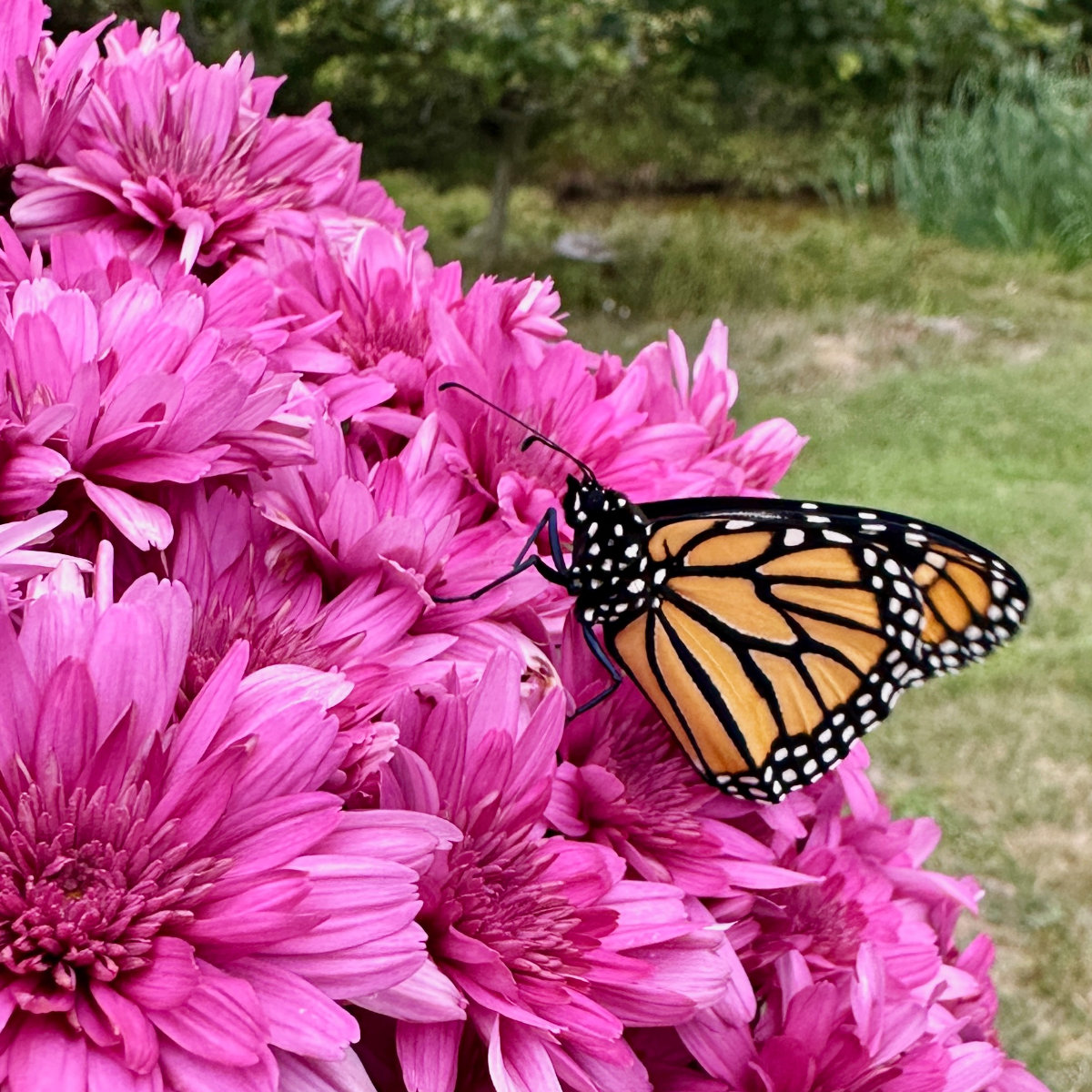 A Monarch Summer | Downeast Thunder Farm